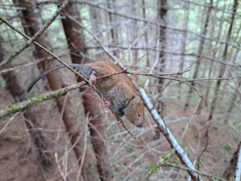 Wildlife Conservation Initiative: Quantifying the contribution of ...