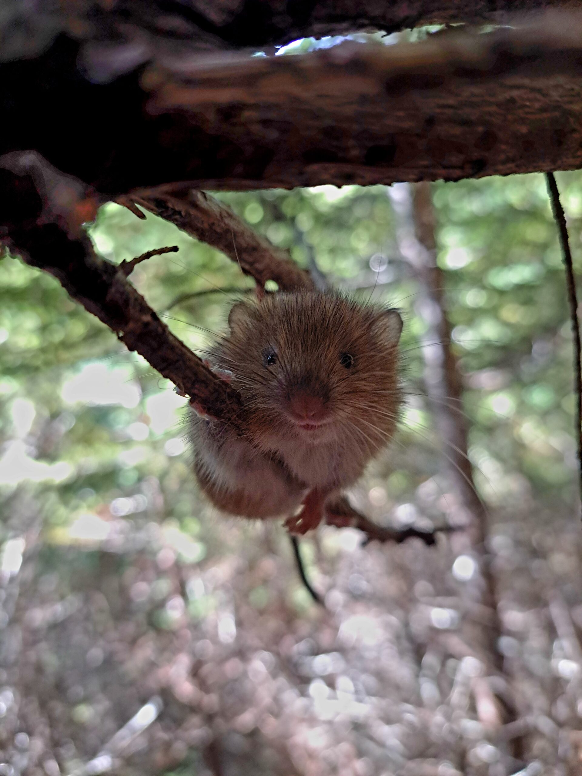 Wildlife Conservation Initiative: Quantifying the contribution of sustainable forest practices ...